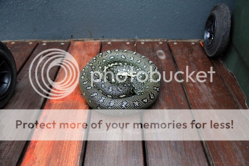 Wheelie? | Aussie Pythons & Snakes Forum