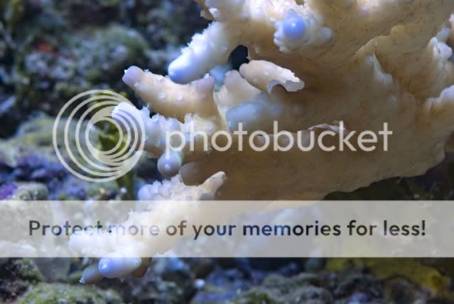 Acro Crab vs. Acro Red Bugs | Michigan Reefers