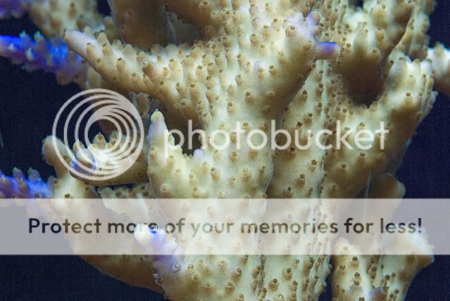 Acro Crab vs. Acro Red Bugs | Michigan Reefers