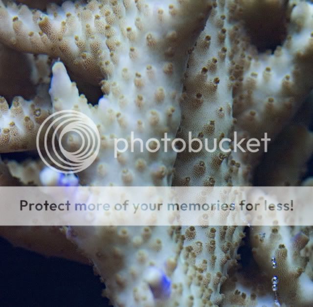 Acro Crab vs. Acro Red Bugs | Michigan Reefers